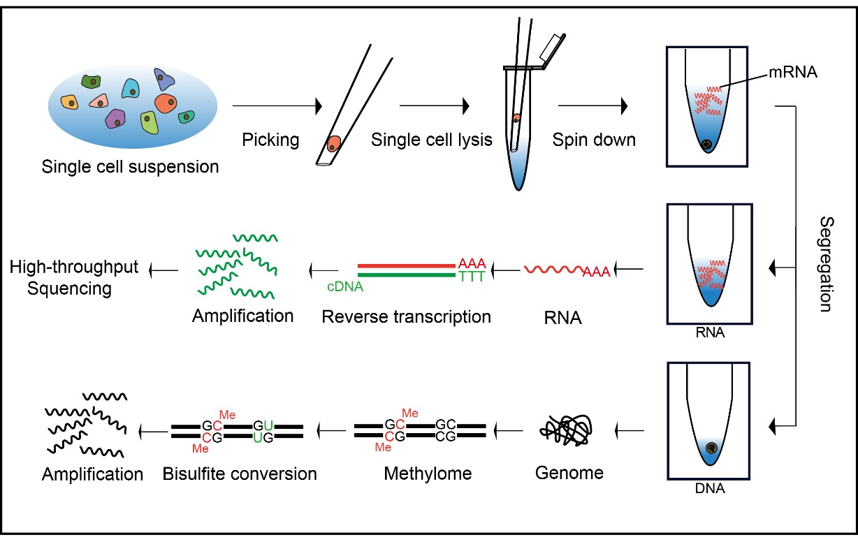 北京大学生命科学学院