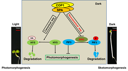 北京大学生命科学学院