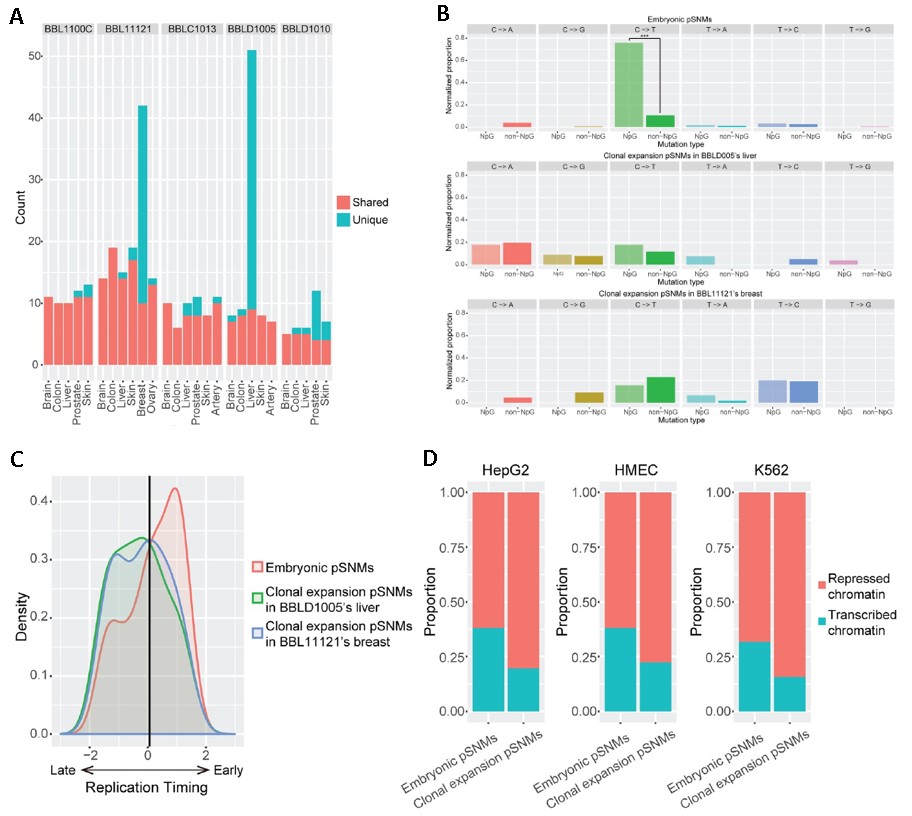 Distinctive types of postzygotic single-nucleotide mosaicisms in ...